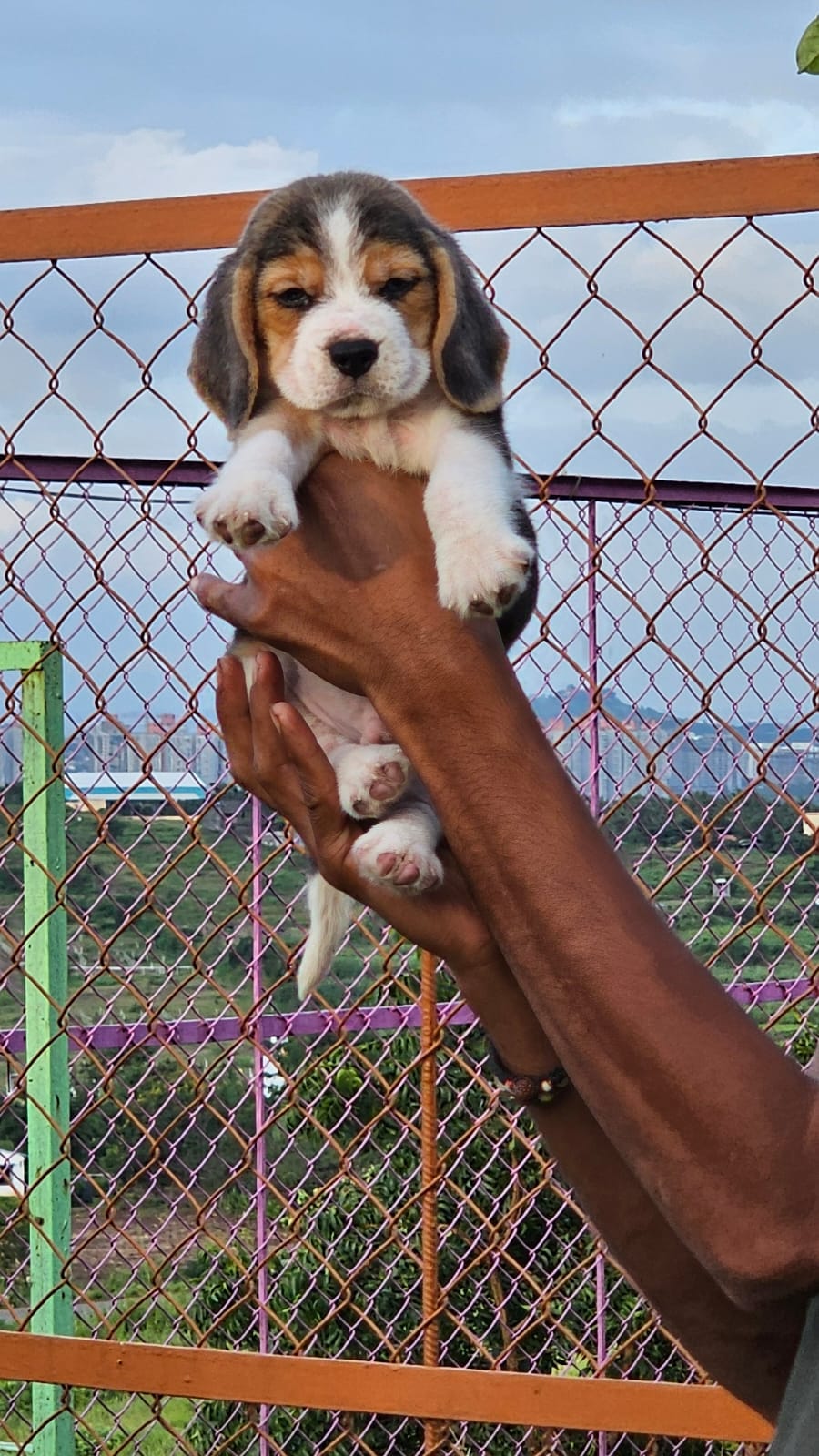Beagle puppy From Hyderabad for sale – Dog Breeders Kolkata